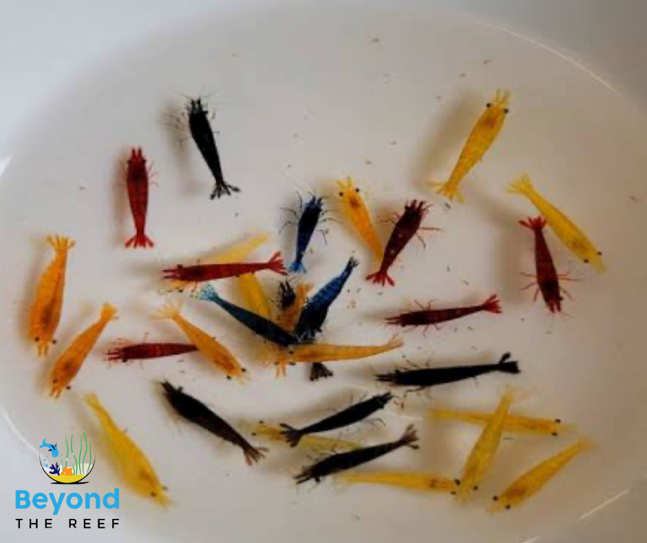 X10 Assorted Cherry Shrimp- Skittles 1.5cm 𝐒𝐩𝐞𝐜𝐢𝐚𝐥 𝐎𝐟𝐟𝐞𝐫: 𝐁𝐮𝐲 𝐗𝟏𝟎 𝐆𝐞𝐭