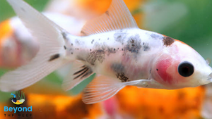 Pinkie Goldfish 12-14cm