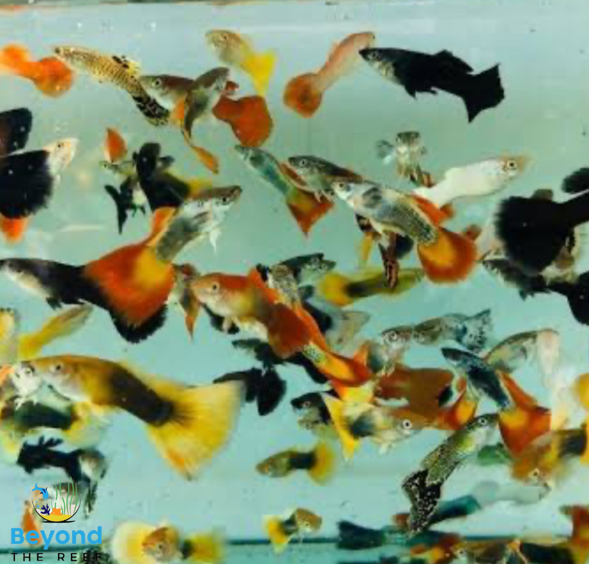 X10 Assorted Guppies (Mix Of Males & Females) 3-5cm