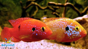 Red Forest Jewel Cichlid 3-5cm