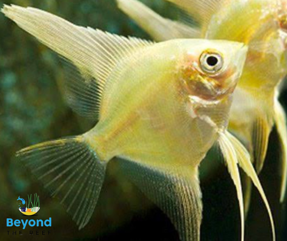 Angelfish - Beyond The Reef s Australia's Largest Online