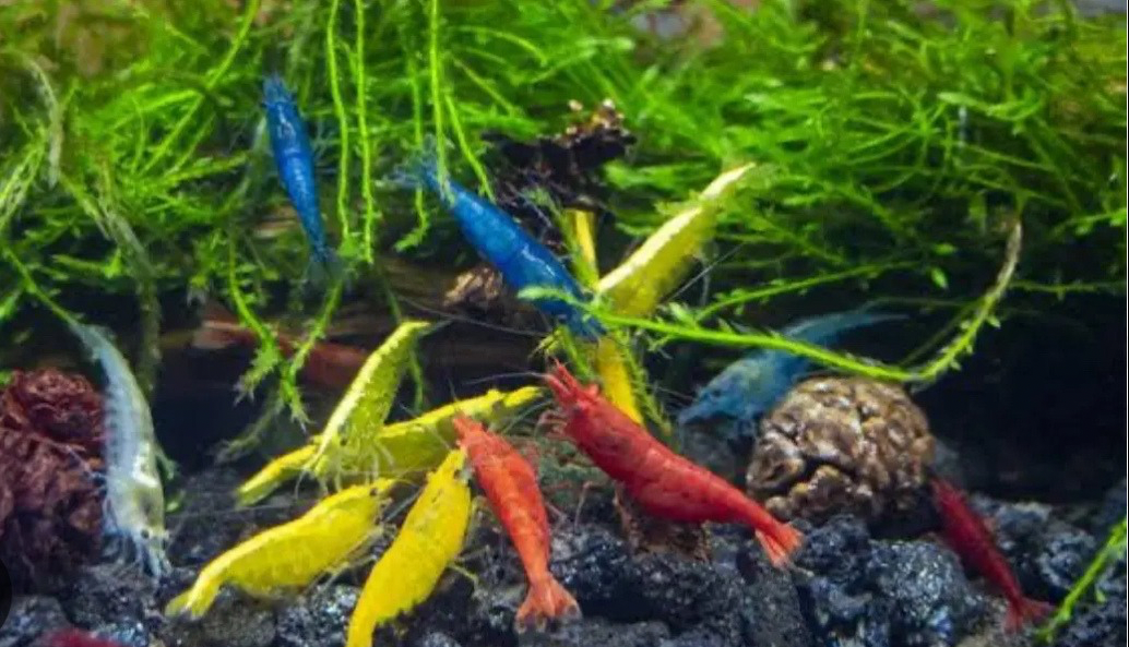 X10 Assorted Cherry Shrimp- Skittles 1.5cm 𝐒𝐩𝐞𝐜𝐢𝐚𝐥 𝐎𝐟𝐟𝐞𝐫: 𝐁𝐮𝐲 𝐗𝟏𝟎 𝐆𝐞𝐭