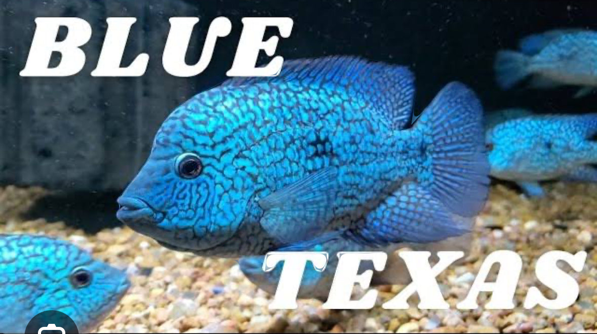 Aquarium Fish Delivered To Your Doorstep Anywhere In Australia