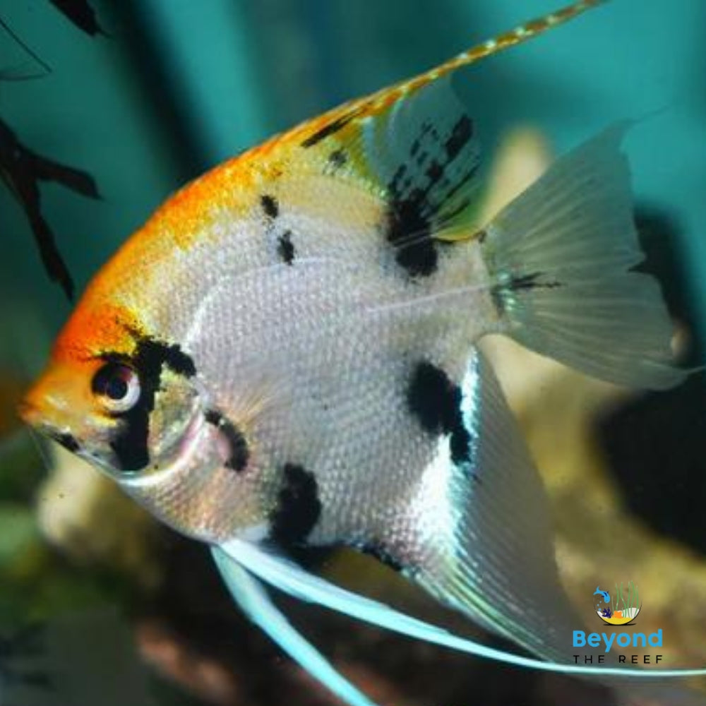 Angelfish - Beyond The Reef s Australia's Largest Online