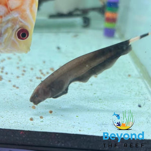 Ghost Knifefish - White 14-16cm