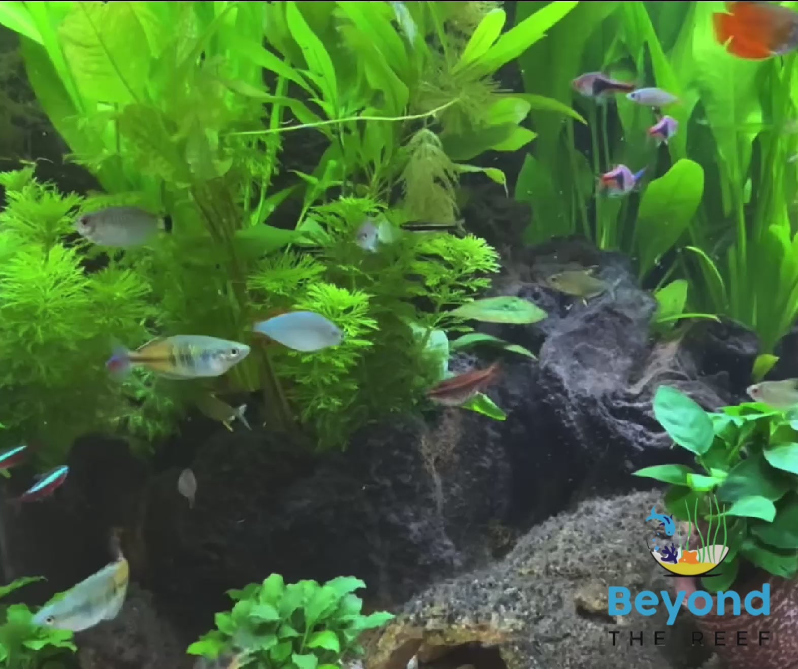 Aquarium Fish Delivered To Your Doorstep Anywhere In Australia